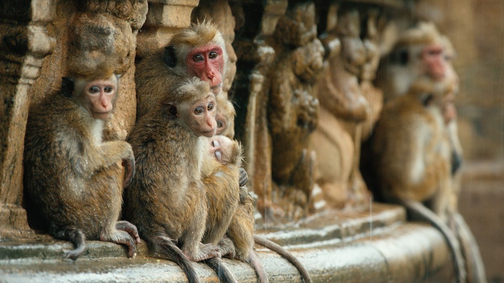 2015'in en iyi 100 filmi