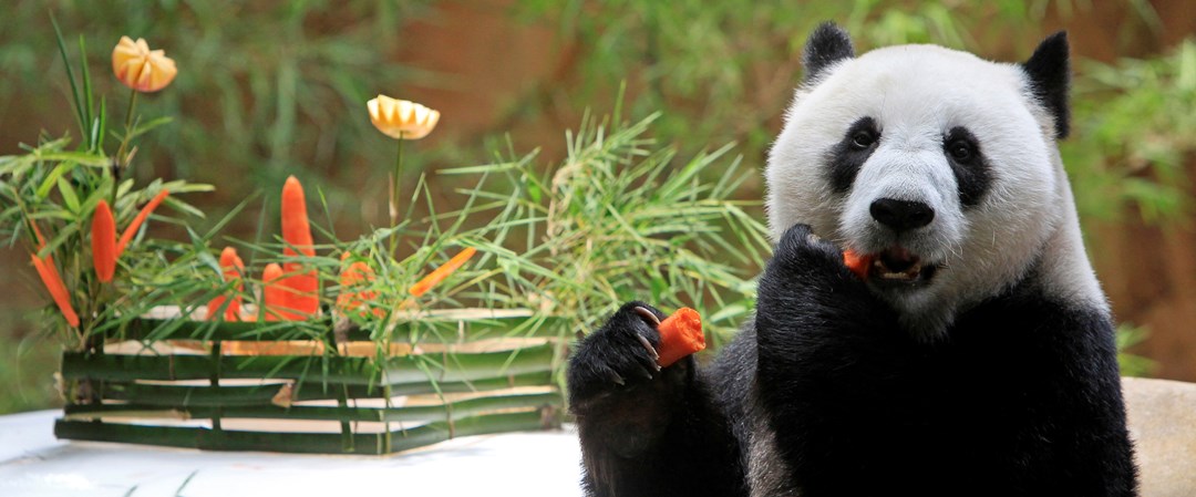 Dev panda için güzel haber - Son Dakika Dünya Haberleri | NTV Haber