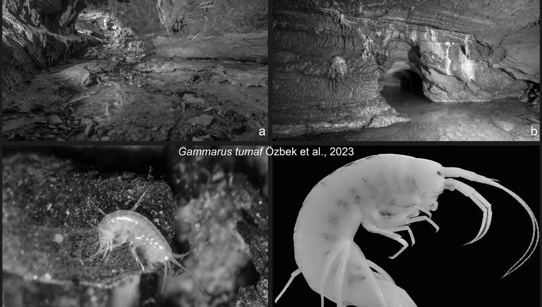 Türk bilim insanları yeni bir canlı türü keşfetti: Gammarus tumaf - Son ...
