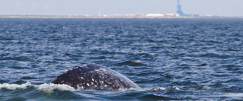 Gri balina şaşırttı - Son Dakika Türkiye Haberleri | NTV Haber