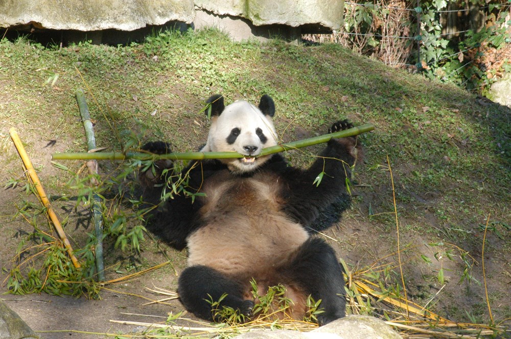 Dev pandanın bambu keyfi - Magazin Haberleri