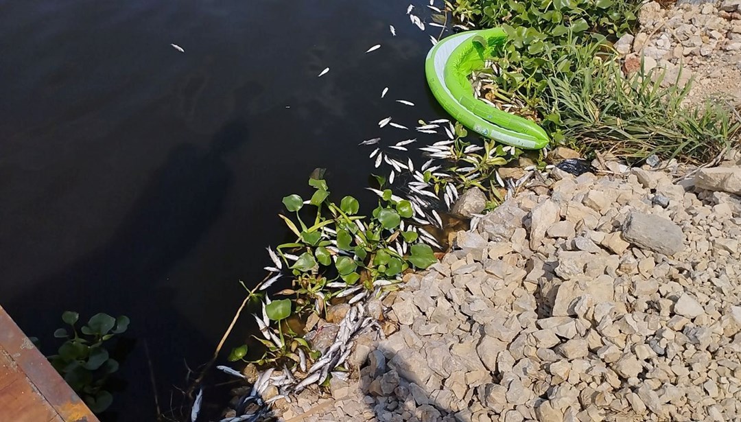 Hatay’da Asi Nehri'nde toplu balık ölümlerine inceleme - Son Dakika ...