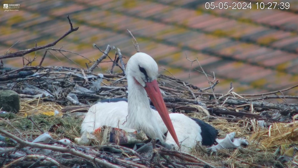 Yaren ve Nazlı leyleklerden yüzleri gülümseten haber geldi