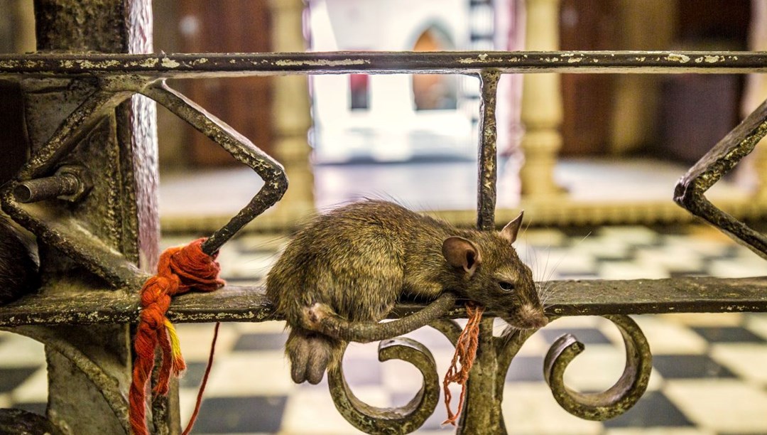 Hindistan'ın "kutsal fareler" tapınağı: Süt getirmek sevap - Son Dakika ...