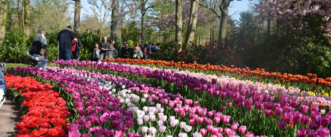 Dünyanın en büyük lale bahçesi