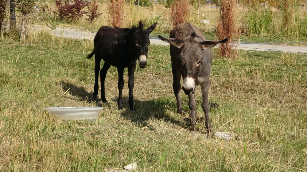 Türkiye’de nadir bilinen melez hayvan: Bardo | NTV Haber