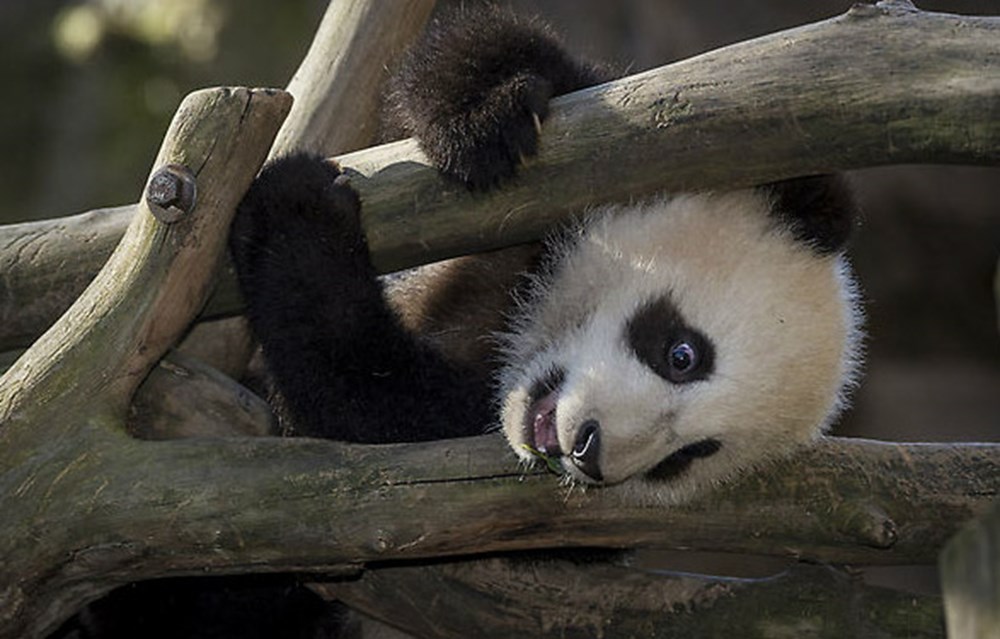 Yavru panda karla tanıştı - Son Dakika Yaşam Haberleri | NTV Haber