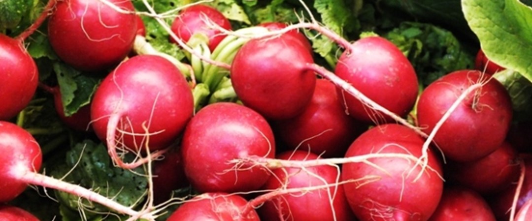 Kış sofralarının vazgeçilmezi: Turp - Sağlık Haberleri