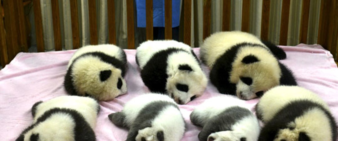 Yedi panda yavrusu ilk kez aynı karede | NTV Haber