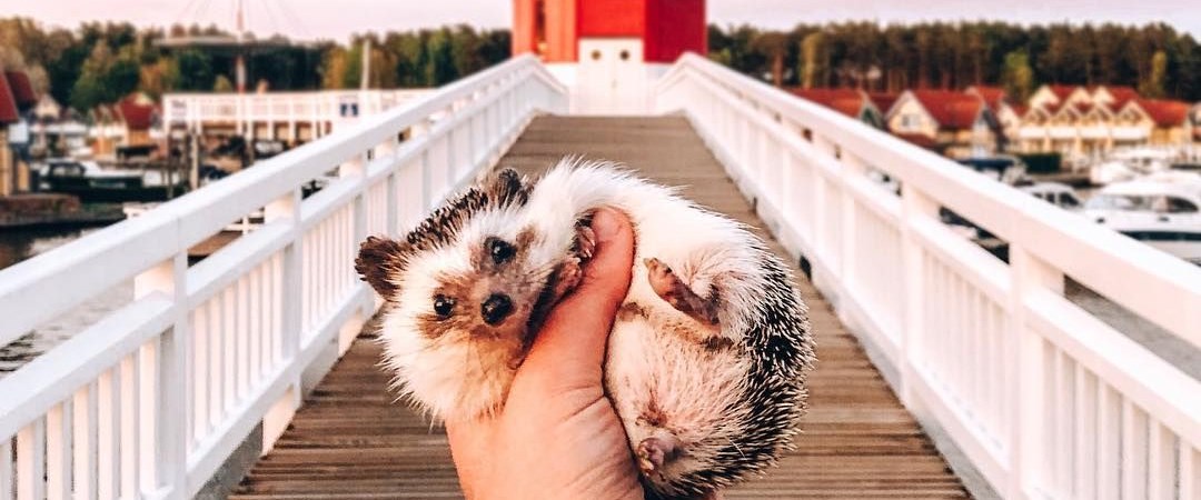 Instagram'ın yeni fenomeni Mr. Pokee | NTV Haber