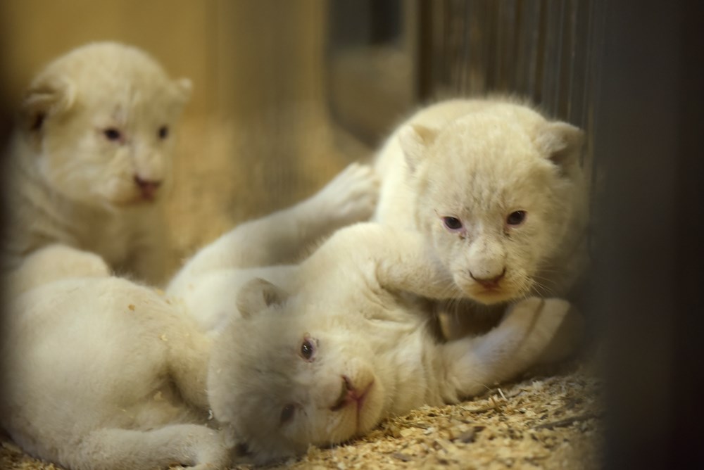Polonya'da 4 beyaz aslan ve 3 kaplan doğdu - Son Dakika Yaşam Haberleri ...