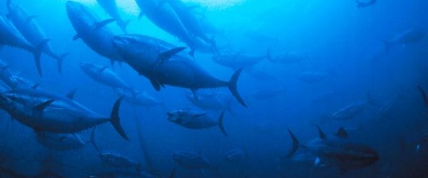 Orkinoslar için umut ışığı - Son Dakika Türkiye Haberleri | NTV Haber