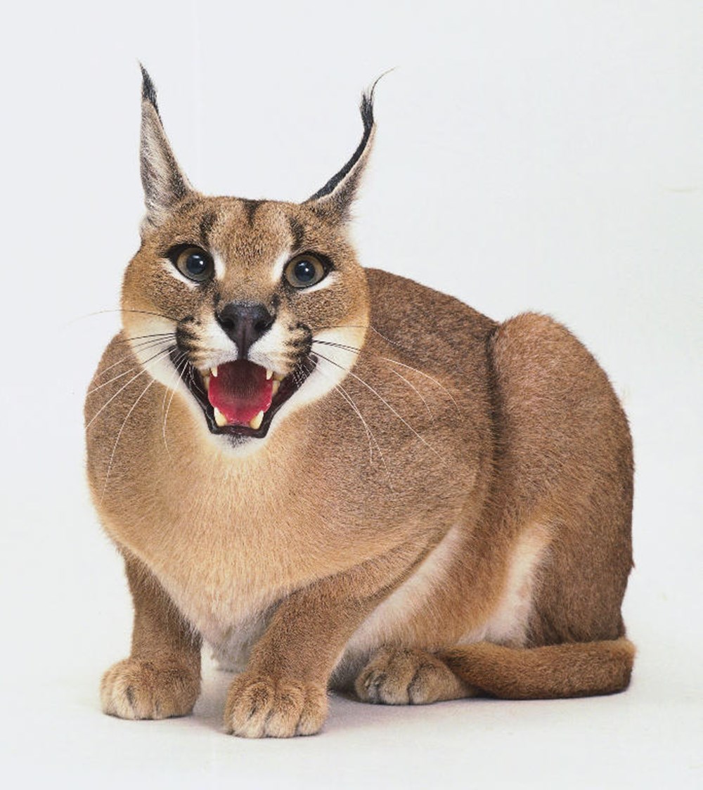 13 yıl sonra görüntülenen tür: Karakulak | NTV Haber