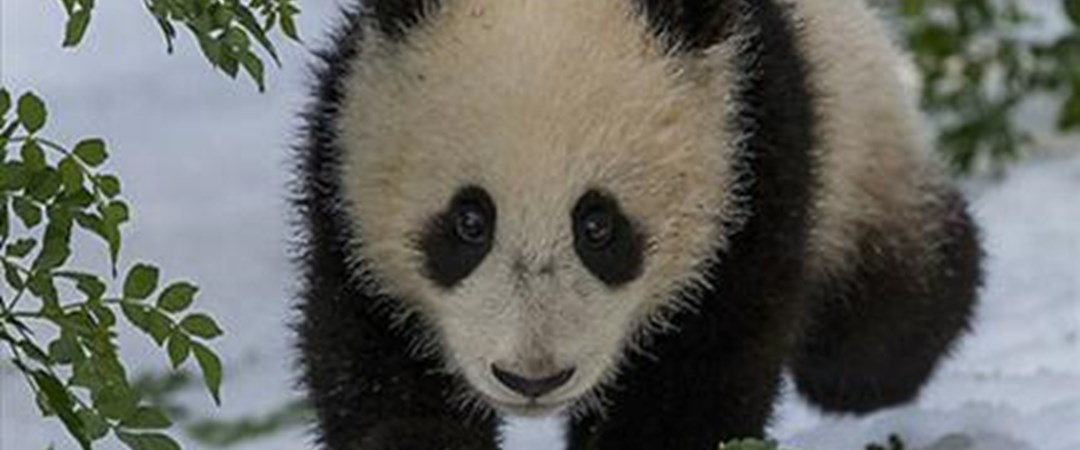 Yavru panda karla tanıştı - Son Dakika Yaşam Haberleri | NTV Haber