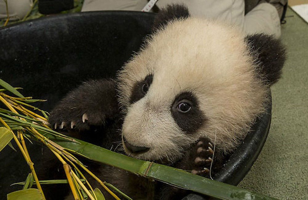 Yavru panda karla tanıştı - Son Dakika Yaşam Haberleri | NTV Haber