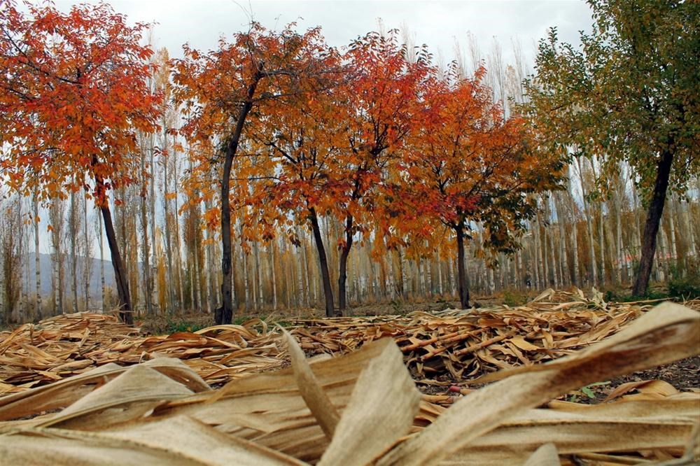 Türkiye 'sarardı' | NTV Haber