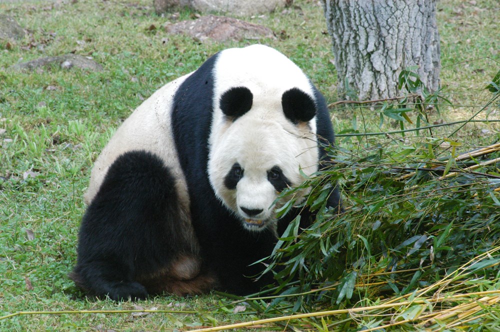 Dev pandanın bambu keyfi - Magazin Haberleri