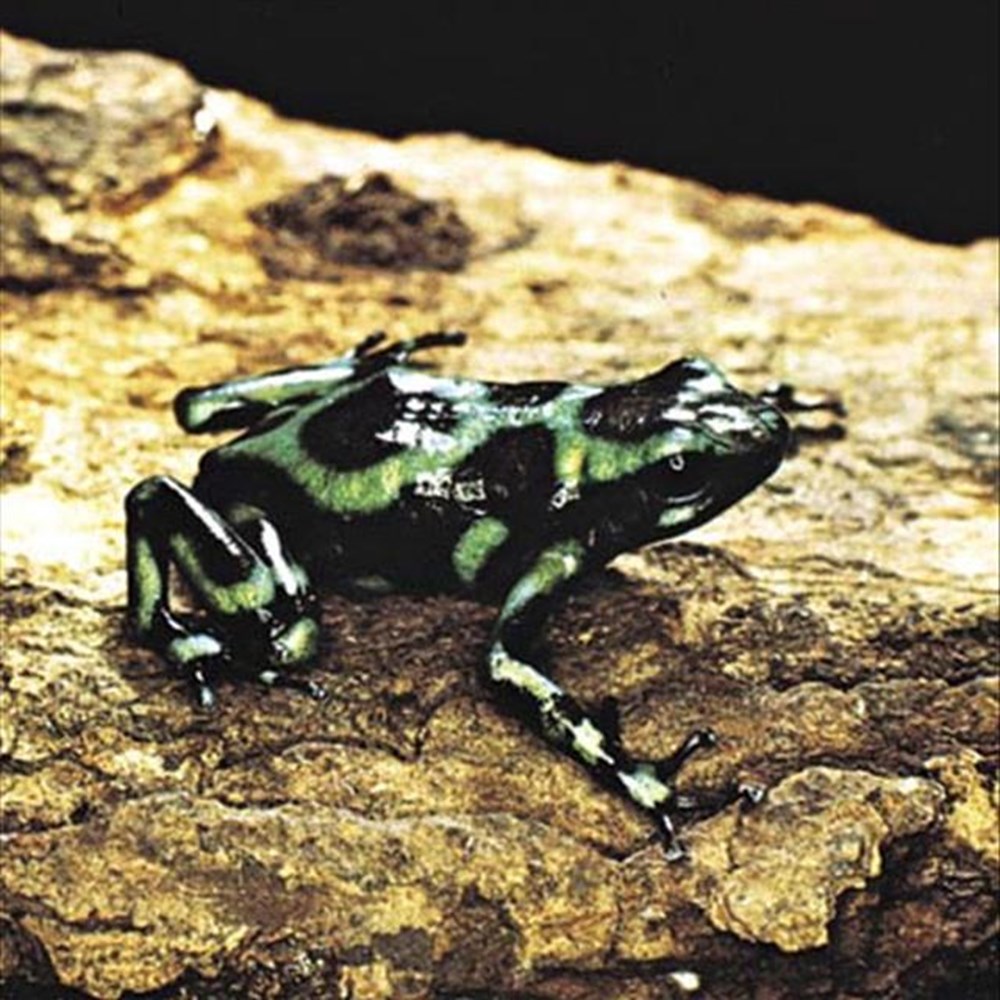 Bu hayvanlardan uzak durun - Sağlık Haberleri