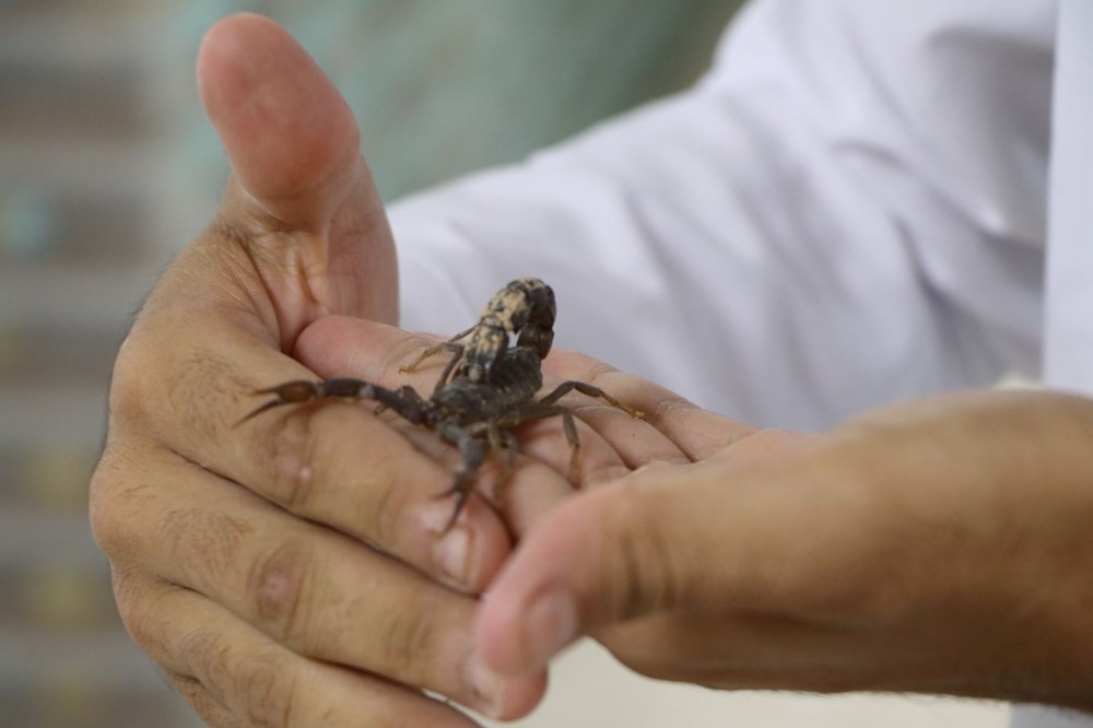 Şanlıurfa'da akrep çiftliği: Zehrinin litresi 10 milyon dolar | NTV Haber