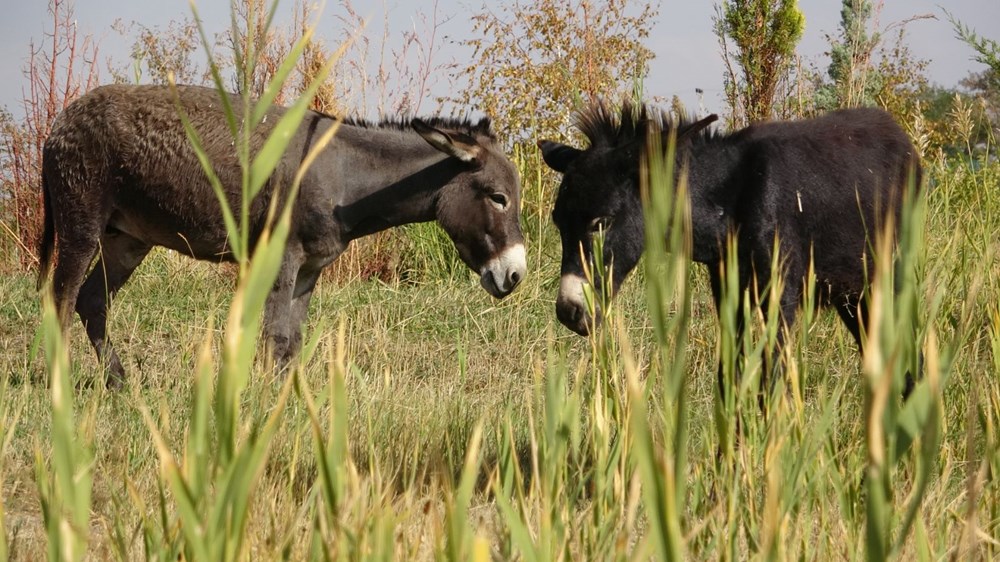 Türkiye’de nadir bilinen melez hayvan: Bardo | NTV Haber