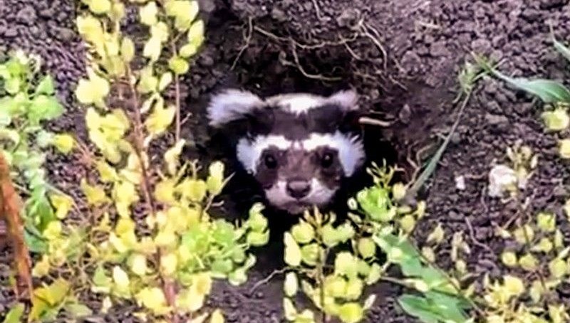 Ardahan’da nesli tükenmekte olan alaca sansar görüldü - Son Dakika ...