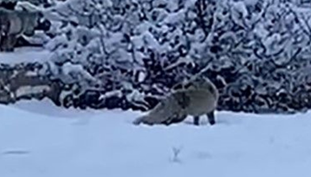 Aç kalan tilkiler şehir merkezine indi | NTV Haber