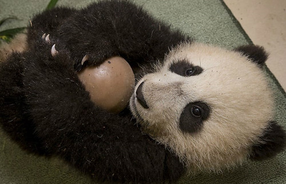 Yavru panda karla tanıştı - Son Dakika Yaşam Haberleri | NTV Haber