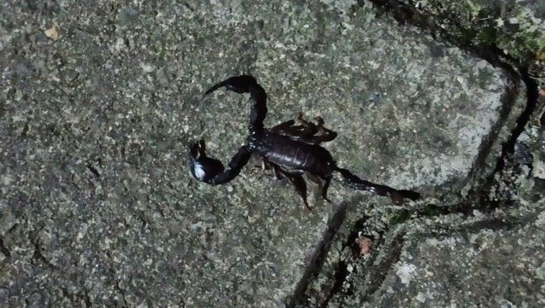 Mahalleyi zehirli akrep korkusu sardı: Evlere giriyorlar - Son Dakika ...