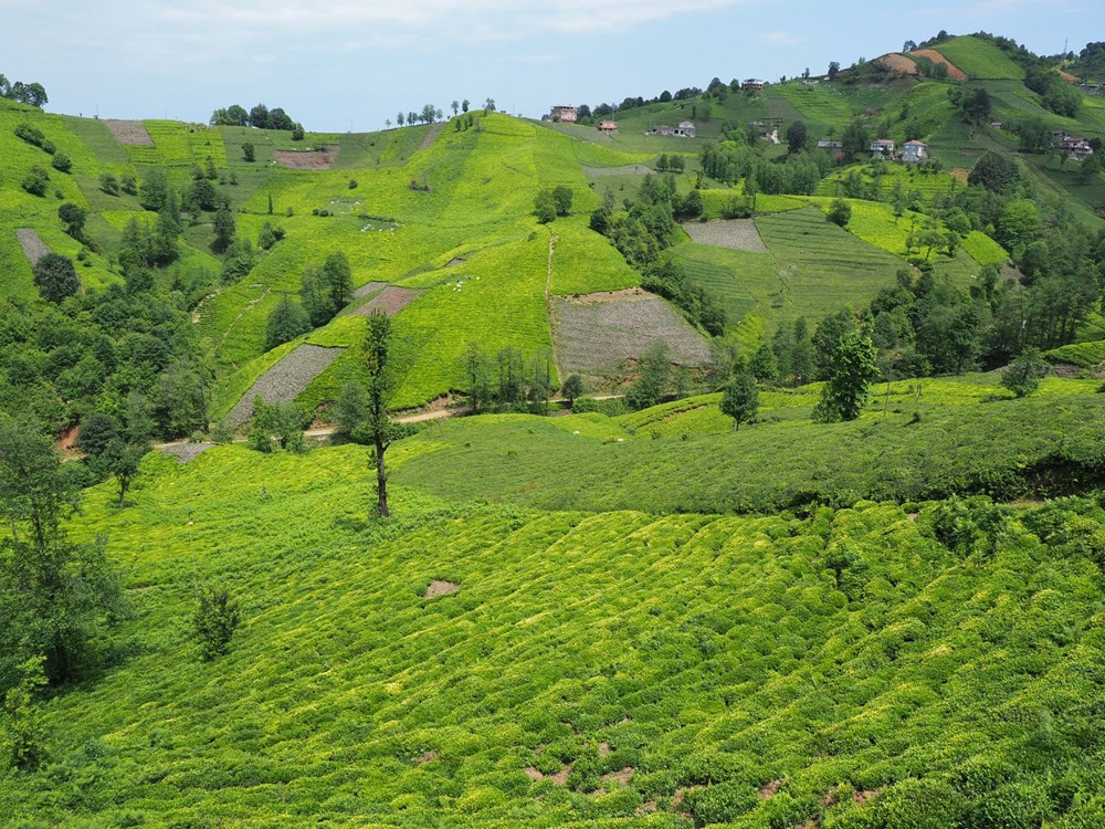 'Rize Çayı'na 98 yıl sonra tescil | N-Life