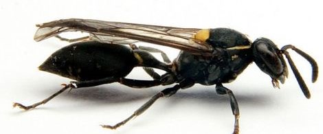 Kanser tedavisinde yeni umut: Eşek arısı | NTV