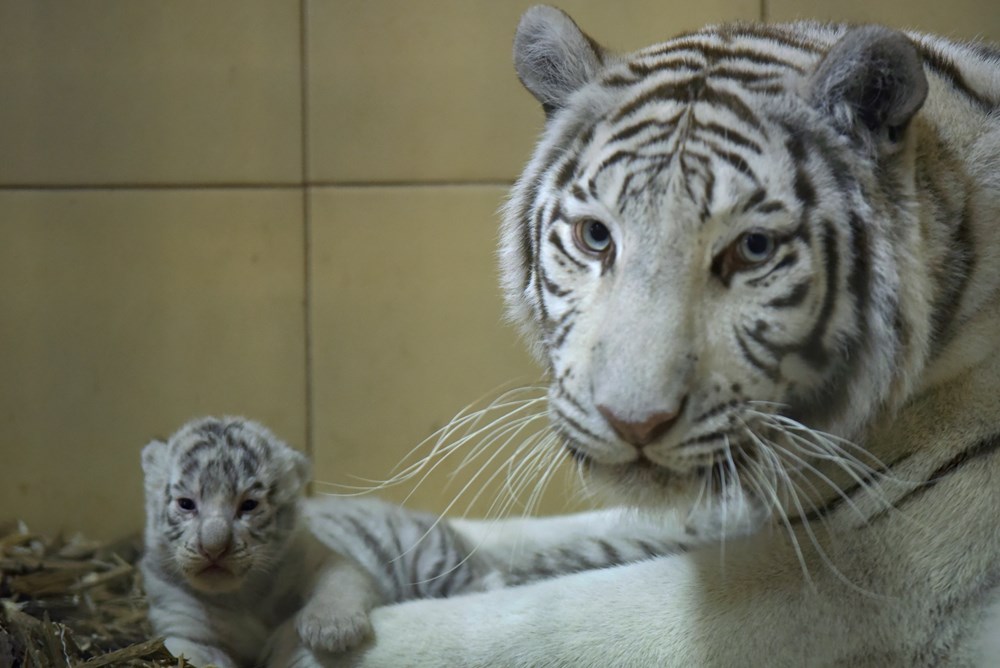 Polonya'da 4 beyaz aslan ve 3 kaplan doğdu - Son Dakika Yaşam Haberleri ...