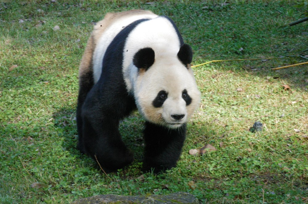 Dev pandanın bambu keyfi - Magazin Haberleri