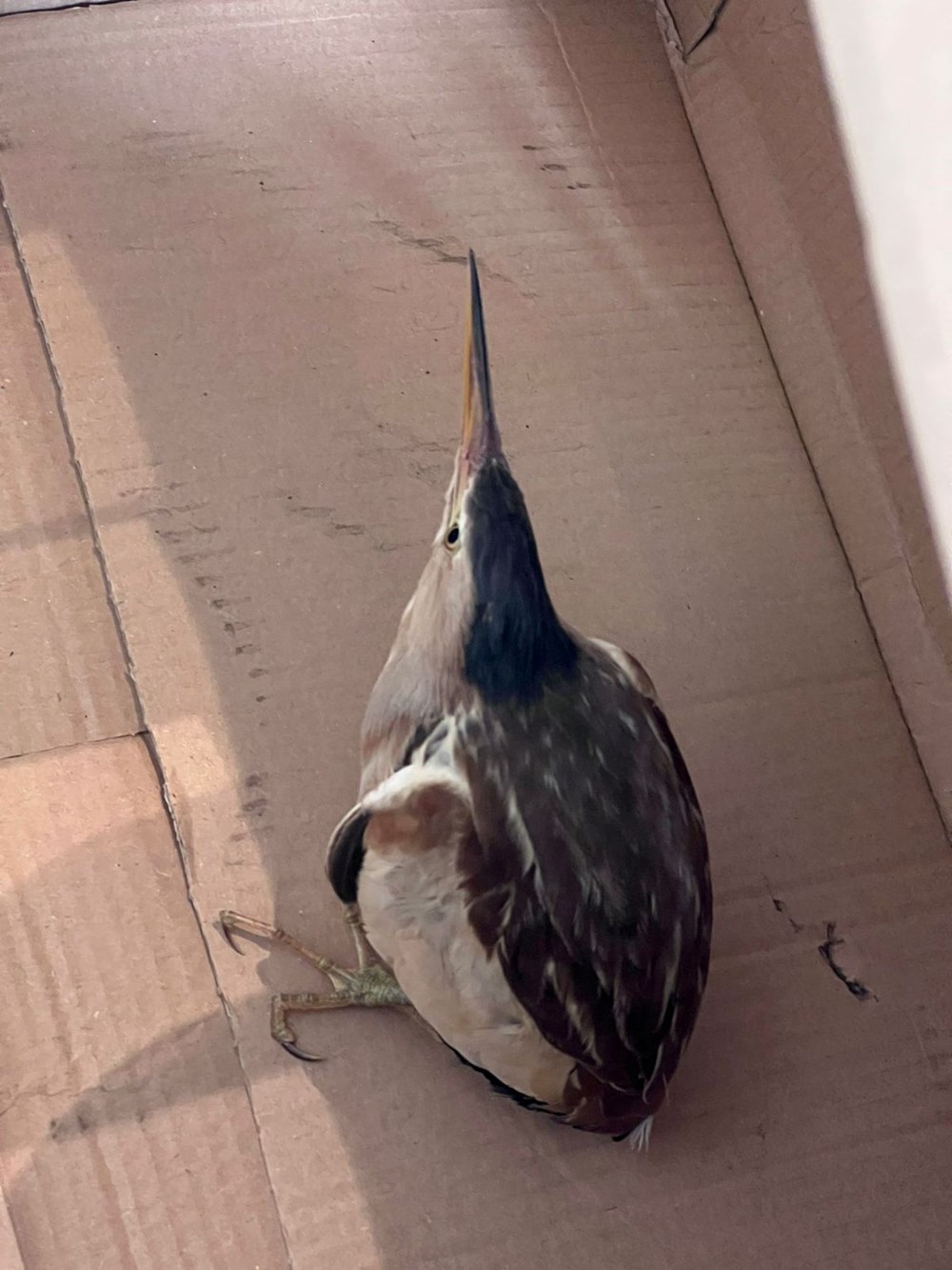 Silivri’de nesli tükenmek üzere olan ‘balaban kuşu’ bulundu - Son ...