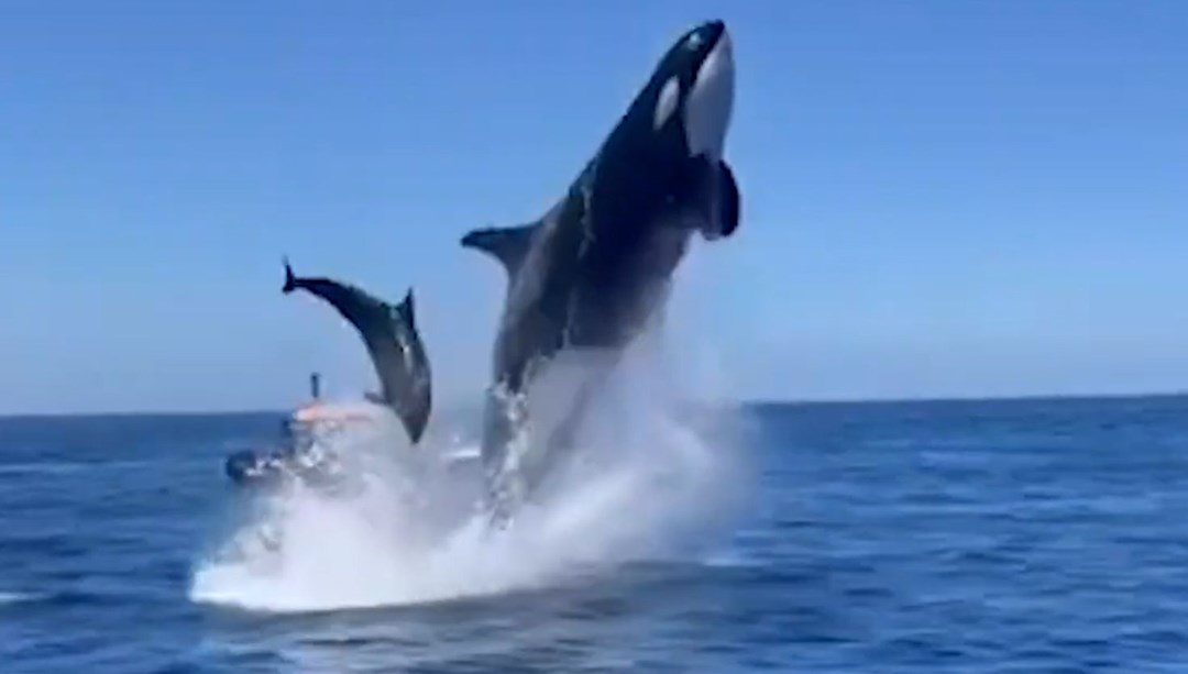 Gözlerine inanamadılar: Katil balina metrelerce yükseğe sıçradı - Son ...