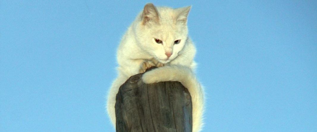 Kedi, korktuğu için çıktığı direkten 5 saat sonra indi - 1 | NTV