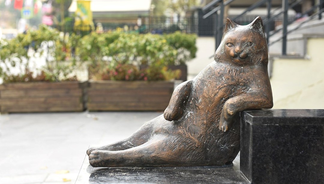 Kadıköy’ün kedisi Tombili yuvasına döndü | N-Life