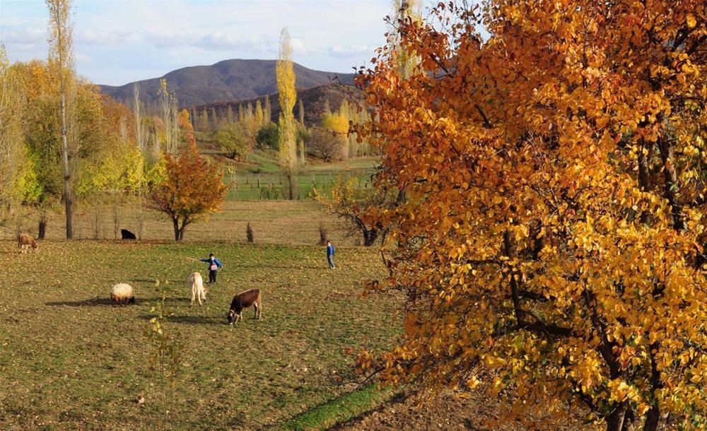 Türkiye 'sarardı' | NTV Haber
