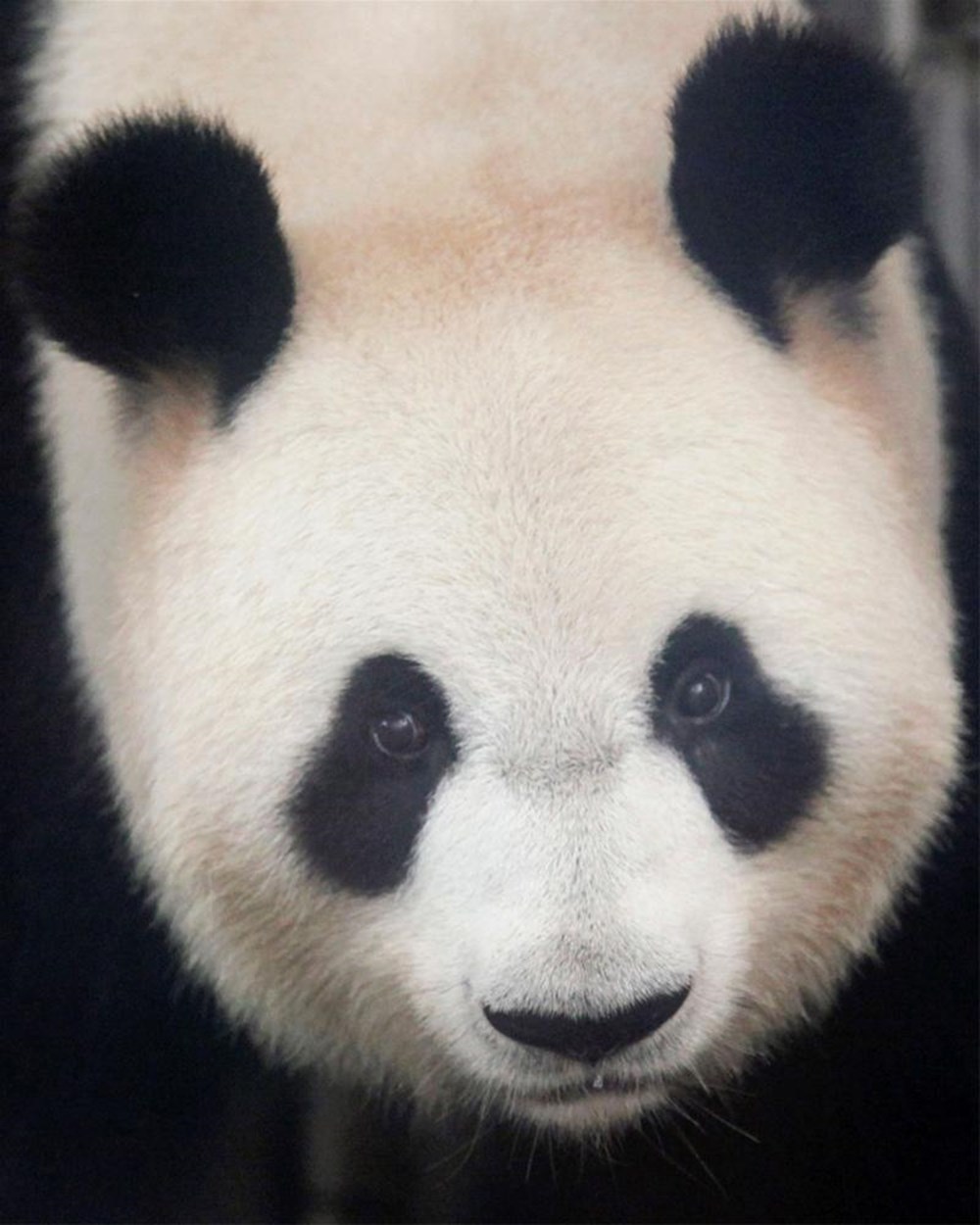 Yavru panda zatürreye yenik düştü - Son Dakika Yaşam Haberleri | NTV Haber