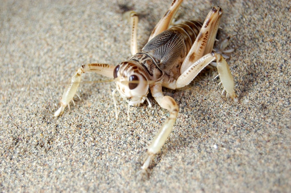 'Kum kriketi' ismini verdiği çekirgeyi dünyaya tanıtıyor - Son Dakika ...