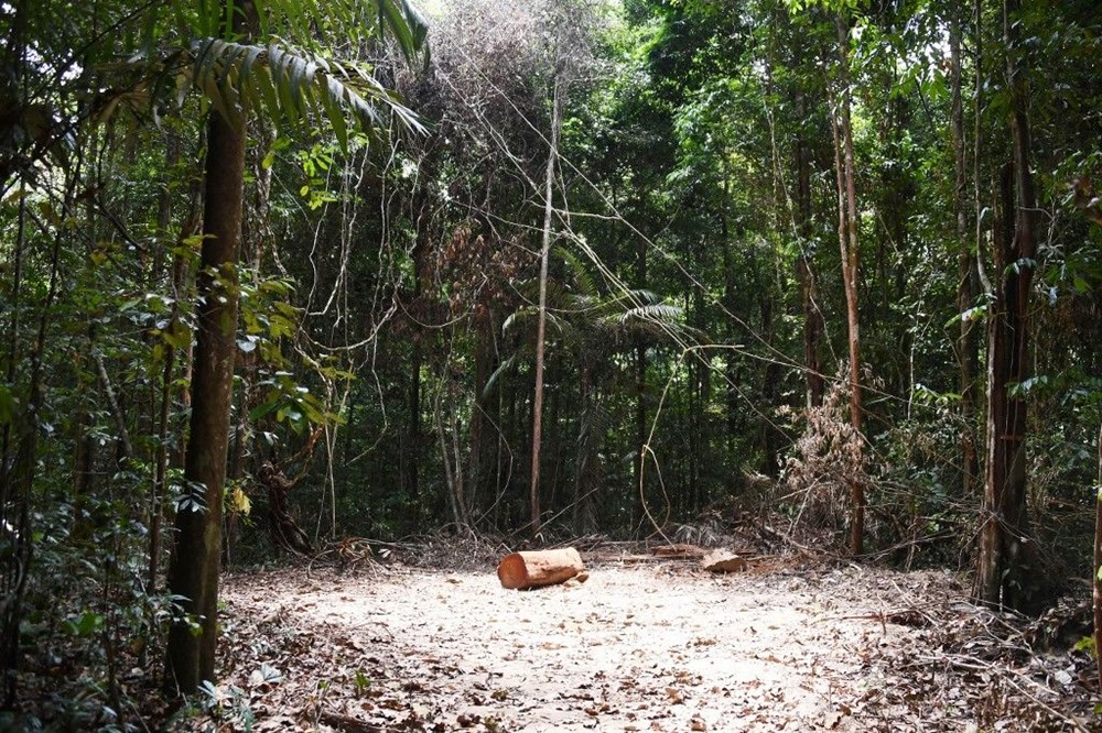 Amazon yağmur ormanları tükeniyor - Son Dakika Teknoloji Haberleri ...