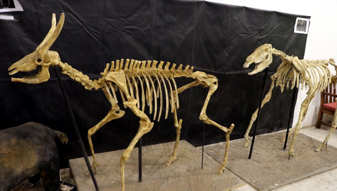 7,5 milyon yıllık fosiller Türkiye'nin ilk ve tek Paleontoloji Müzesi ...