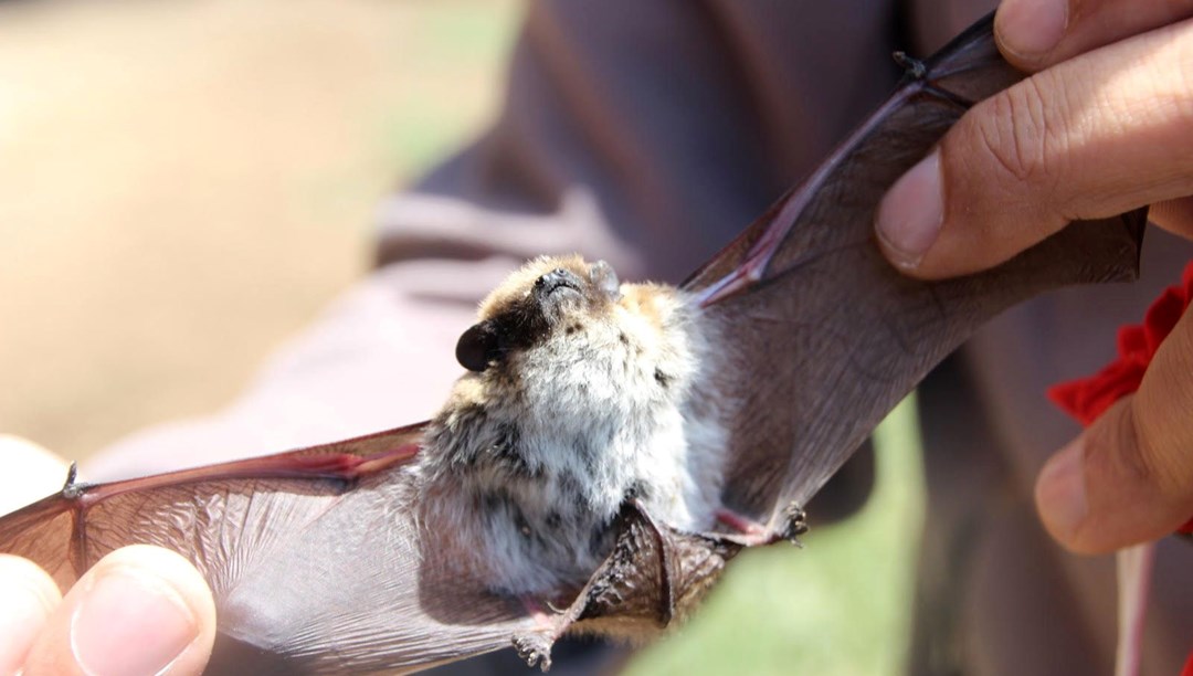 Salda Gölü'nde nesli tehdit altında olan alaca sansar ve cüce yarasa ...