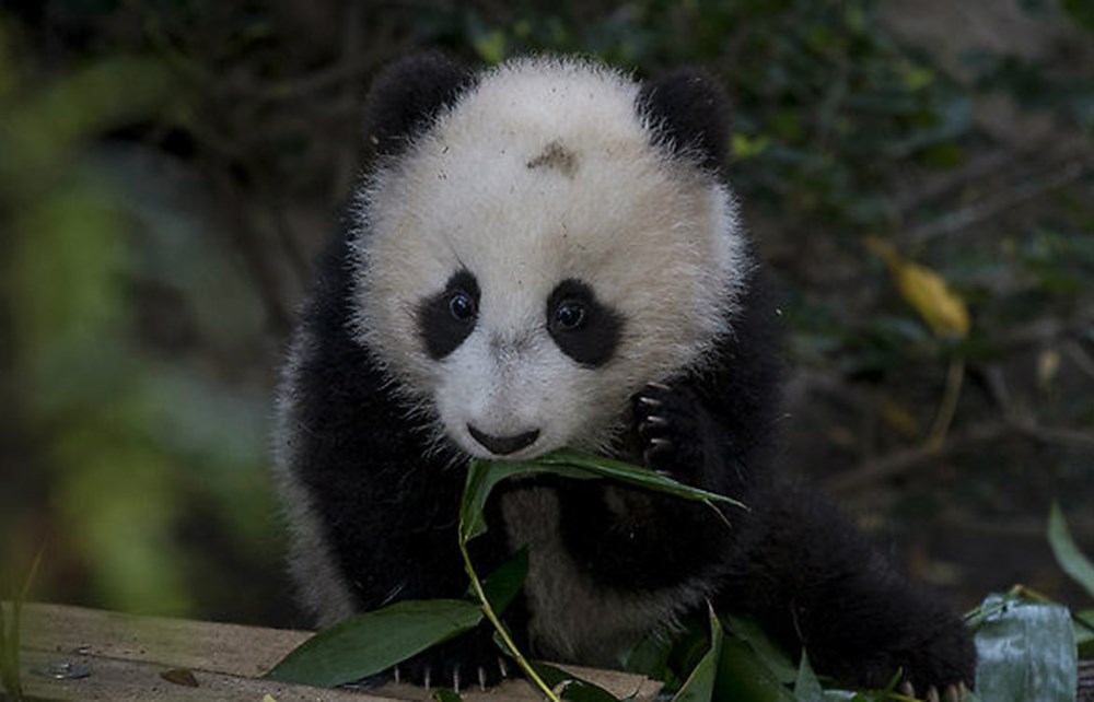 Yavru panda karla tanıştı - Son Dakika Yaşam Haberleri | NTV Haber