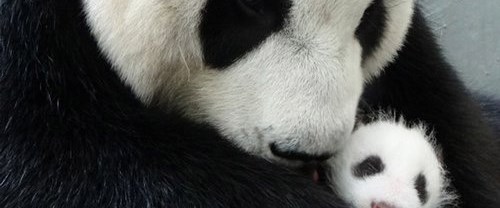 Anne ve yavru pandanın kavuşma anı | NTV