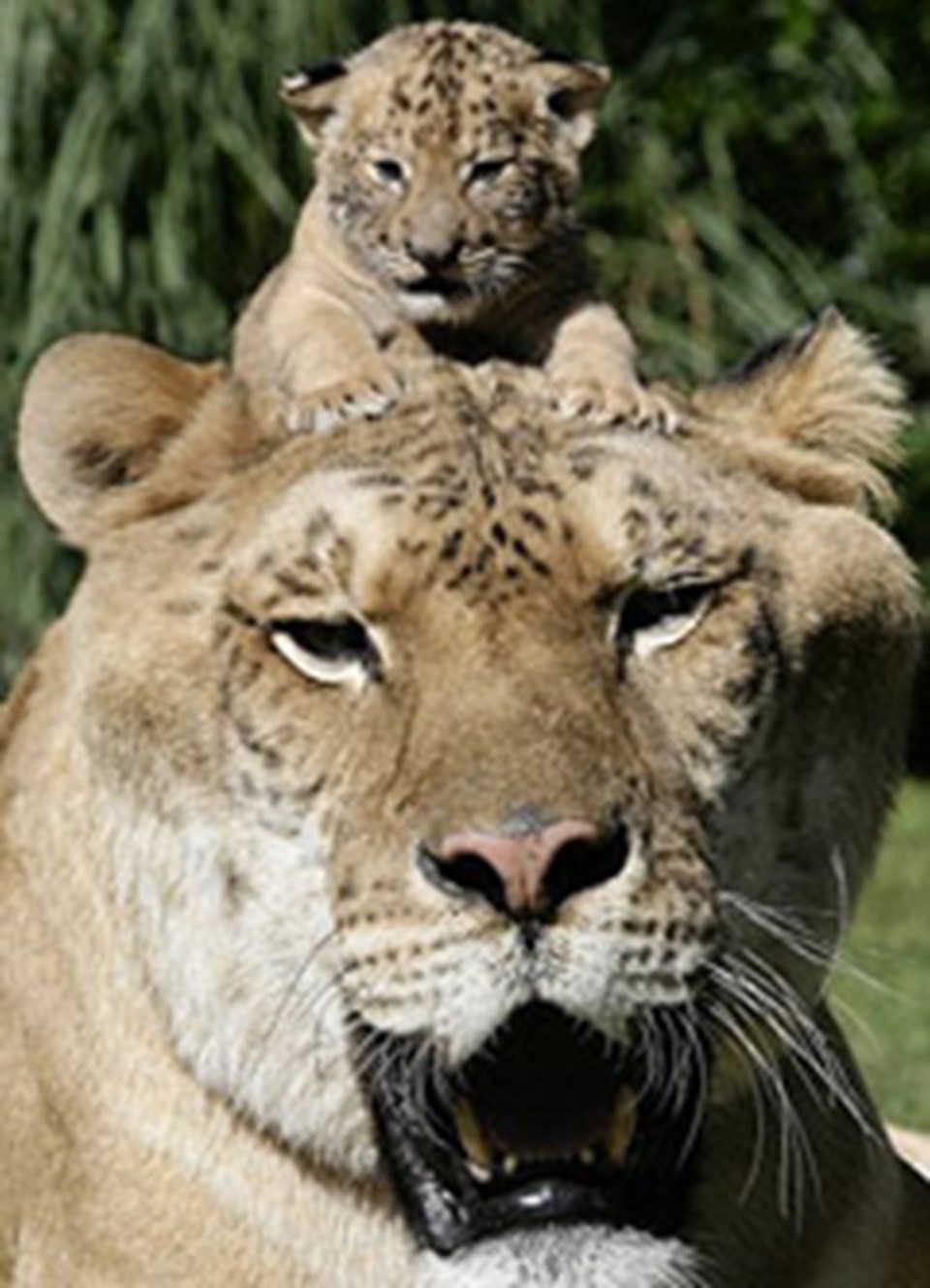 Yarı aslan yarı kaplan | NTV