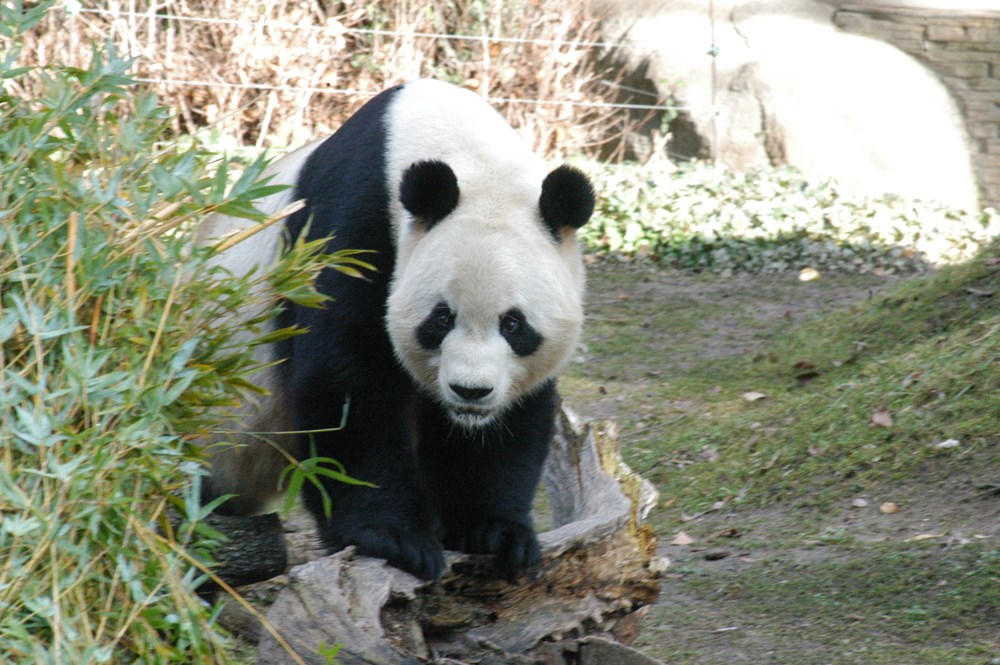 Dev pandanın bambu keyfi - Magazin Haberleri
